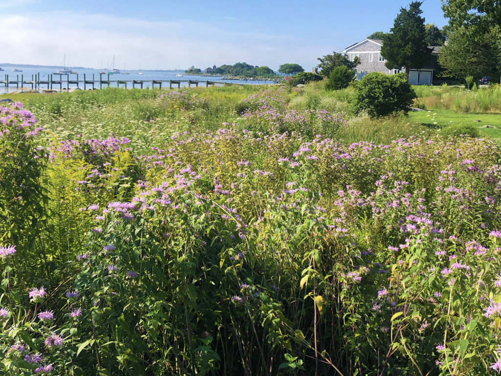 Native Coastal Meadow – Welcome
